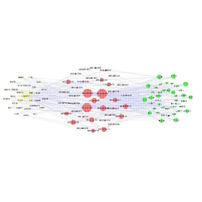 网络药理学专业代做 cytoscape作图 GO/KEGG富集 PPI网络