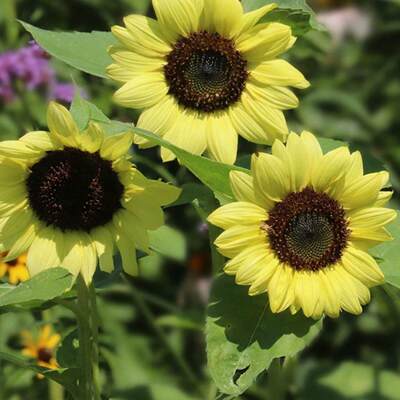 色光灵”绿朝阳花向正能