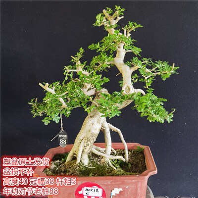 湖北京山对节白蜡年功老桩阳台庭院盆景耐寒盆栽耐热古桩湖北梣