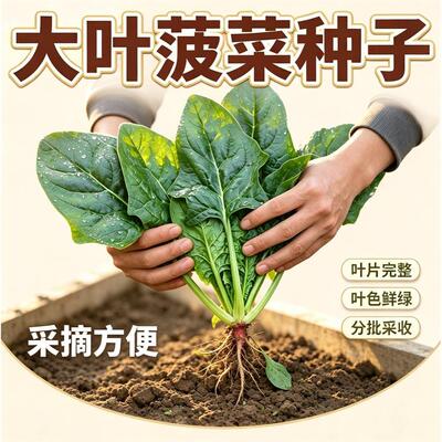 菠菜种籽居家阳台花盆小