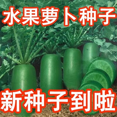 水果萝卜种子沙窝萝卜种籽凤梨冰糖心青萝卜四季种植蔬菜大全种孑