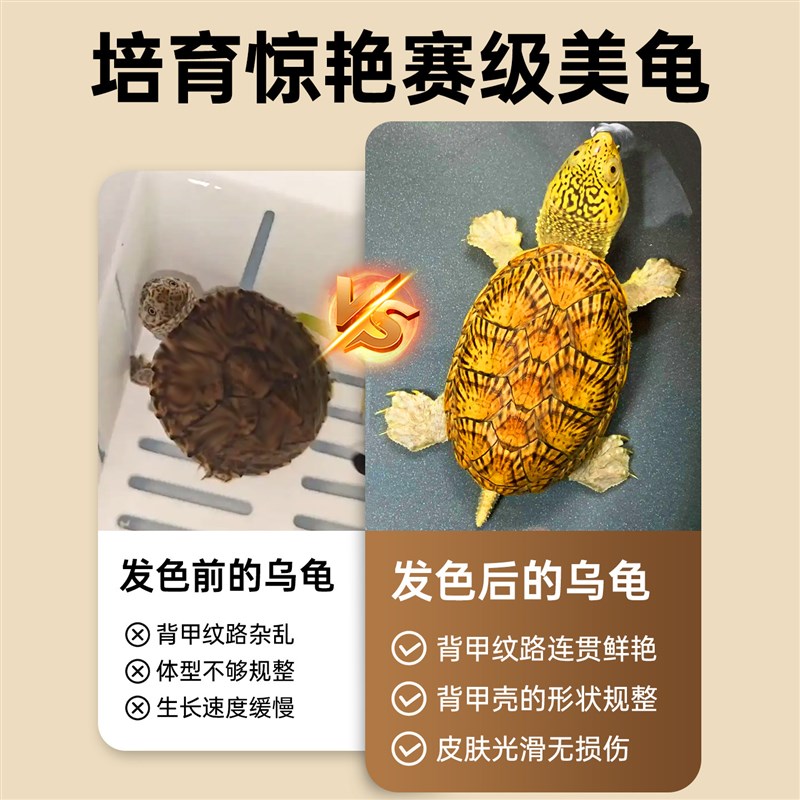 窄桥饲养盒家用育龟苗隔离盒蛋龟鳄龟发色盒底滤可视周转箱乌龟缸