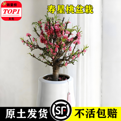 中华寿星桃盆栽老桩室内阳台桃树盆景地栽观赏家种桃花树耐寒好养