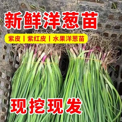 洋葱秧苗紫红皮种植苗