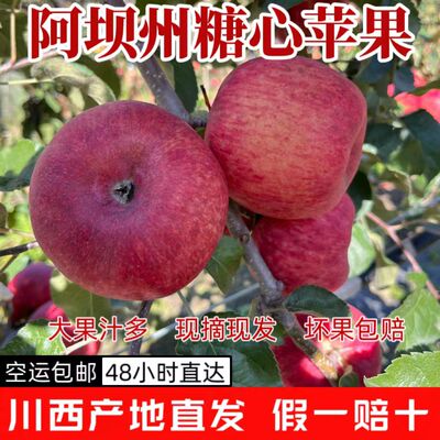 2026正宗四川冰糖心苹果产地四川康定达杠高原新鲜现摘水果