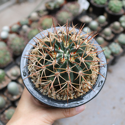 彩云实生云系仙人球稀有强刺狂刺出云开花美观好养仙人掌多肉盆栽