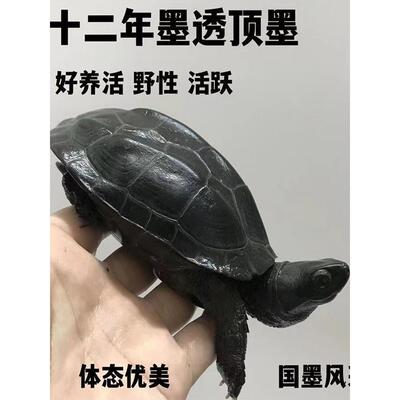 墨龟纯种全黑龟苗外塘草龟公乌龟活物长寿宠物龟观赏耐活中华碳墨