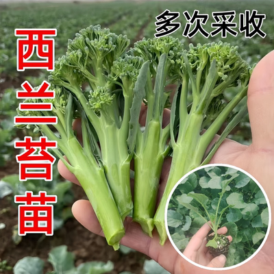 耐寒西兰苔菜苗秧苗西蓝花椰菜苗