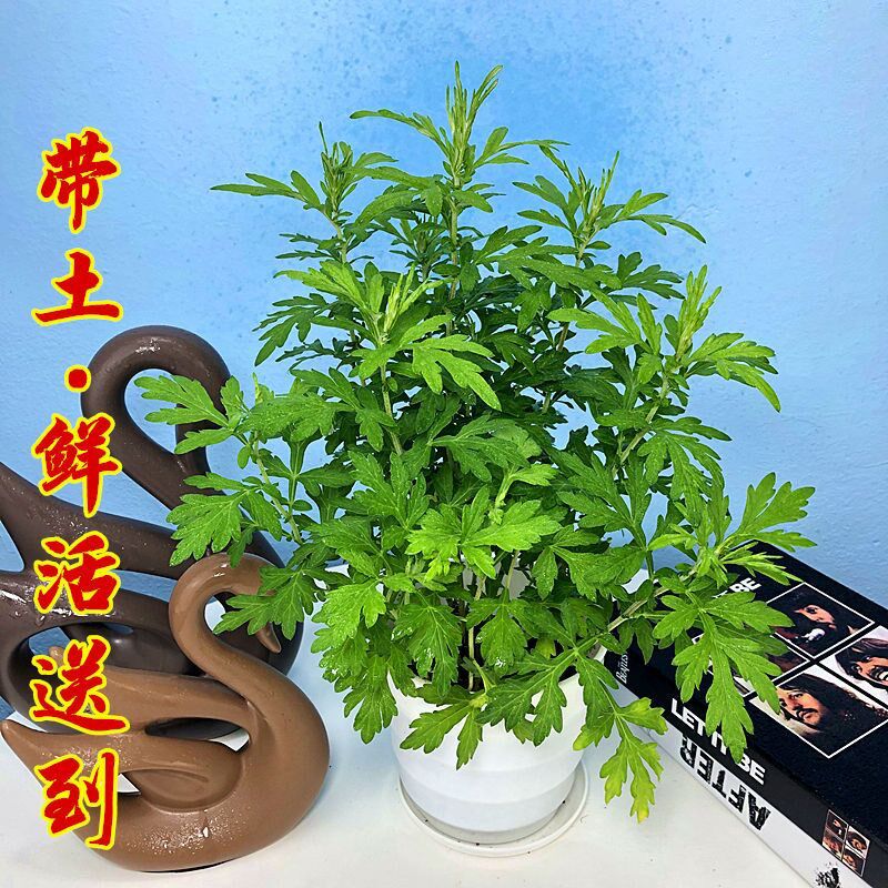 艾草盆栽新鲜大苗可食用艾蒿叶香草盆栽室内外阳台庭院驱蚊绿植物
