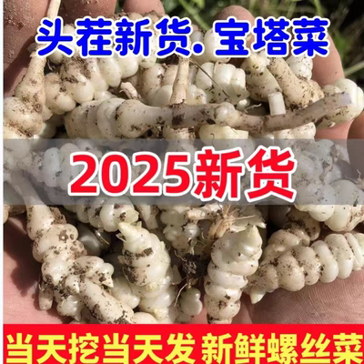 现挖螺丝菜地蚕地环新鲜地牯牛宝塔菜玉珠草地梨地溜子菜甘露子菜