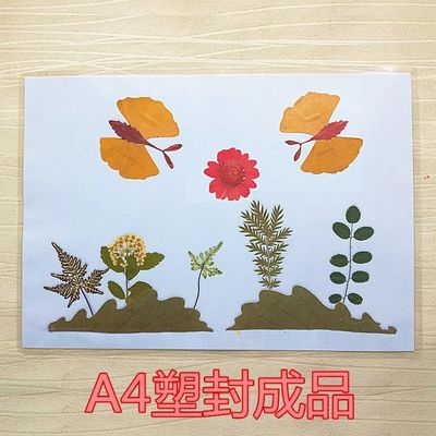 树叶拼贴画成品真树叶画粘贴画贴画植物干花标本幼儿园儿童小学生
