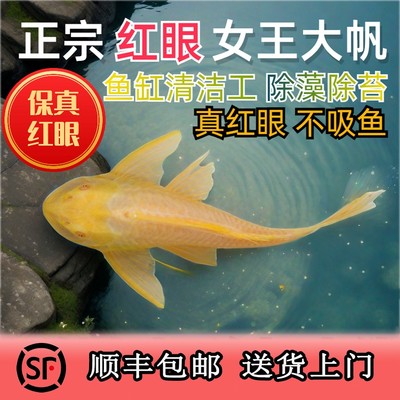 正宗红眼女王大帆鱼清道夫清洁鱼清藻鱼白云鱼缸观赏鱼除藻工具