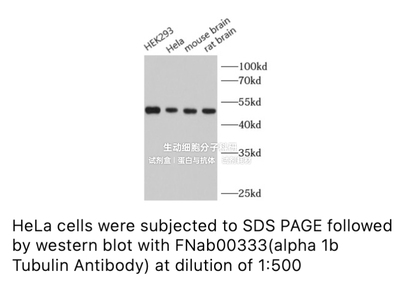 内参抗体FineTest 未标记一抗 α-微管蛋白抗体 适用ELISA,WB,IHC