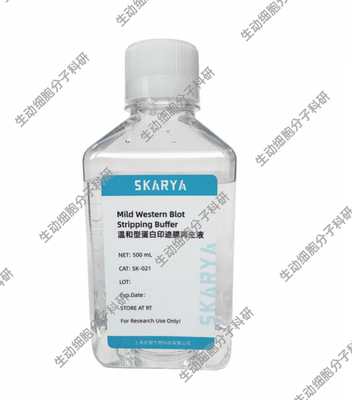 温和型蛋白印迹膜再生液,适用硝酸纤维素膜/PVDF膜去除WB一抗二抗