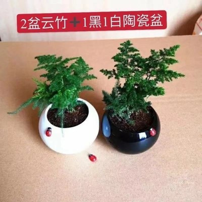 唐山矮生云竹文竹云松竹办公室内好养绿植桌面长青小盆栽四季常绿