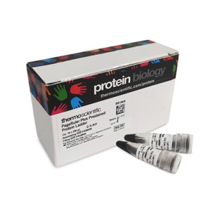 Fermentas 26620 试剂PageRule Plus Prestained Protein