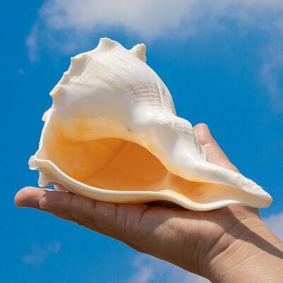 贝天36751稀礼有海螺壳左旋螺鱼缸造景装饰拍摄道具收然藏摆件送