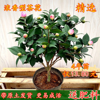 浓香型茶花盆栽带花苞室内耐寒