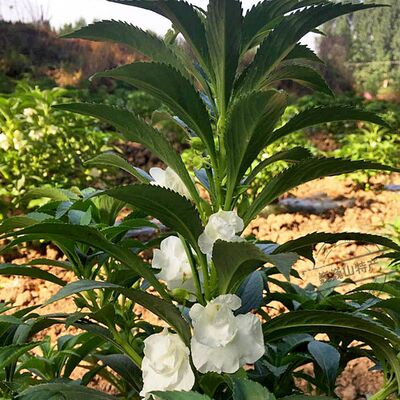 染发凤仙花指甲花庭院灰指甲染甲