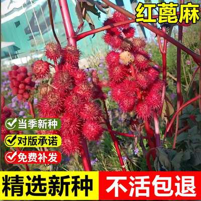 当年新采红蓖麻种子饱满大蓖麻子油中药材八麻子草麻草质灌木种子