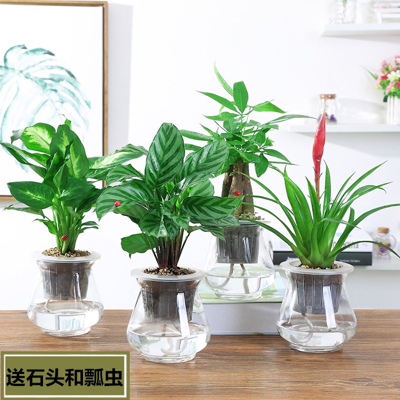 水培植物绿萝箩发财树多肉花卉绿植物室内小盆栽富贵竹文竹栀子花