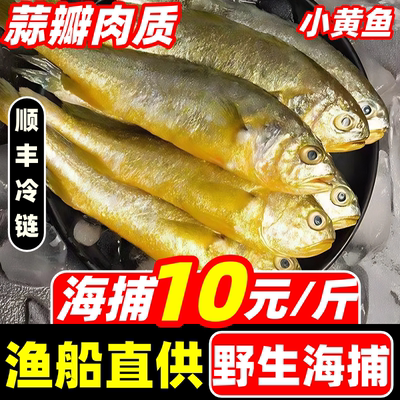 小黄鱼野生海捕小黄花鱼新鲜鲜活冷冻烧烤非大黄鱼海鲜商用水产