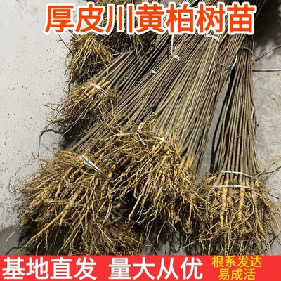 四川正品黄柏树苗中药材树苗