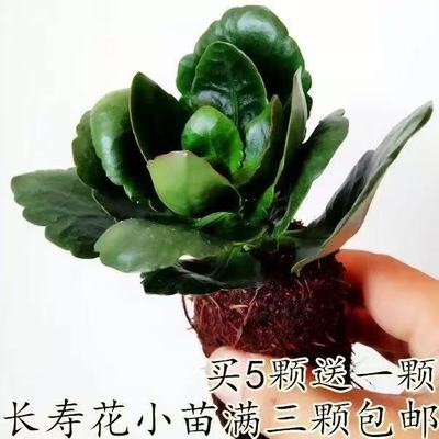 精品长寿花小苗花卉重瓣单瓣大花金狐狸鹿角长寿花苗四季绿植室内