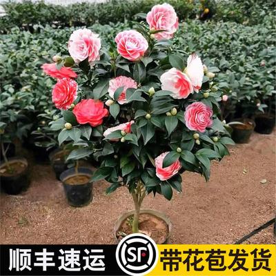 香妃山茶花盆栽带花苞五色赤丹