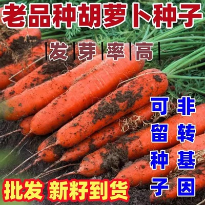 老品种甜脆水果胡萝卜种子四季