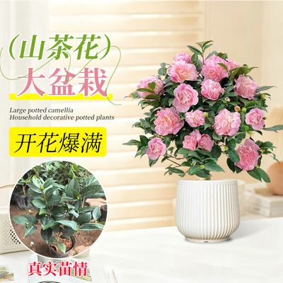 山茶花盆栽香妃四季山茶花树