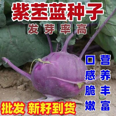 老品种紫苤蓝种子球茎甘