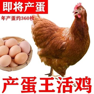 散养海兰褐鸡活苗高产蛋鸡小鸡活苗脱温鸡苗高产蛋鸡农家散养鸡苗