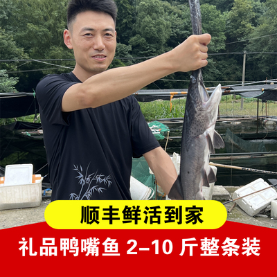 鄂野珍品鸭嘴鱼鲜活高档礼品鱼