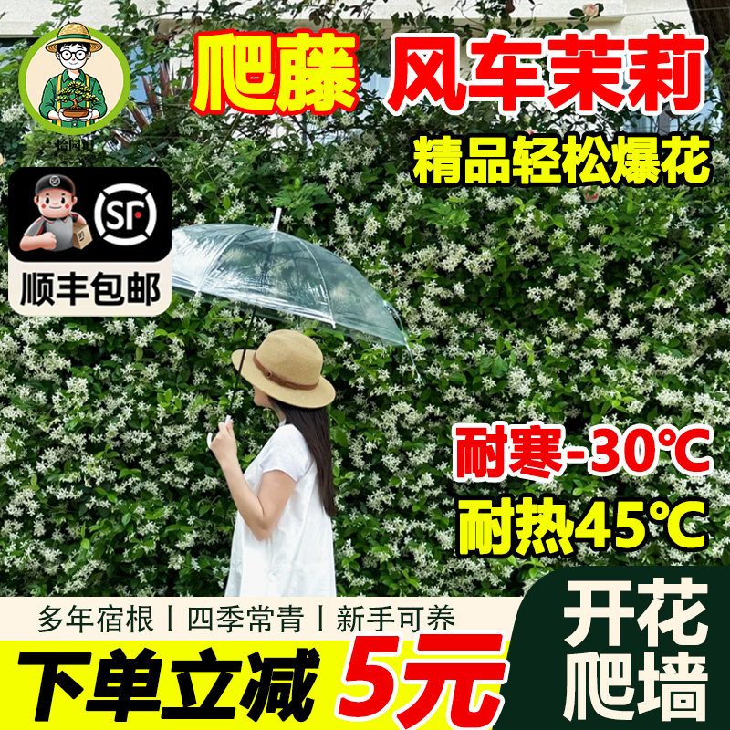 拾园记风车茉莉盆栽花苗庭院阳台爬藤植物络石藤四季常青花卉绿植
