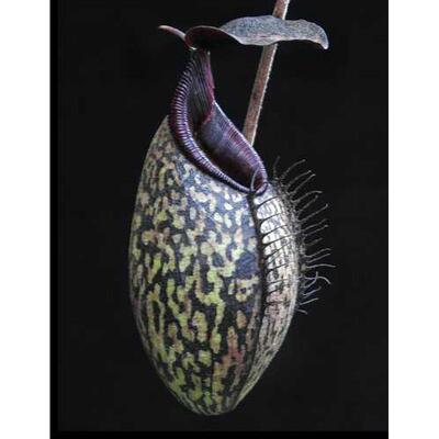 【显目交马兜铃猪笼草】食虫植物大型绿植食虫草捉虫阳台窗台