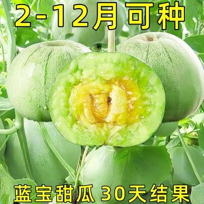 绿宝石甜瓜种子早熟高产香瓜