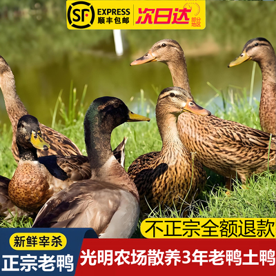 光明农场散养三年老鸭子顺丰包邮