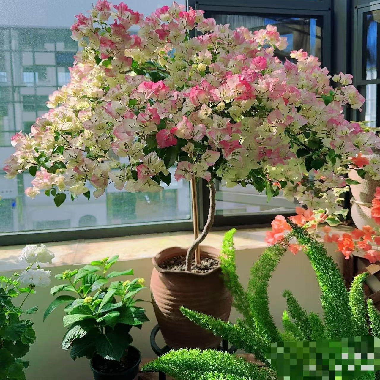 (绿樱)三角梅原生袋苗新品种花卉漳州基地发货包品对版(福利)