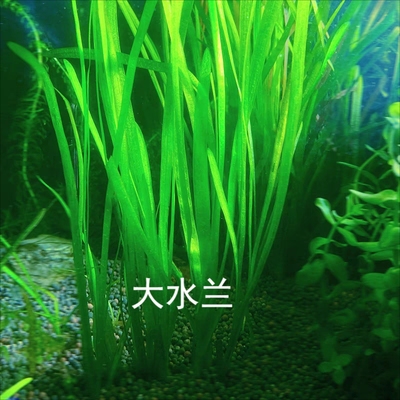 大水兰小水兰溪流缸鱼缸造景植物中后景阴性水草无需二氧化碳懒人