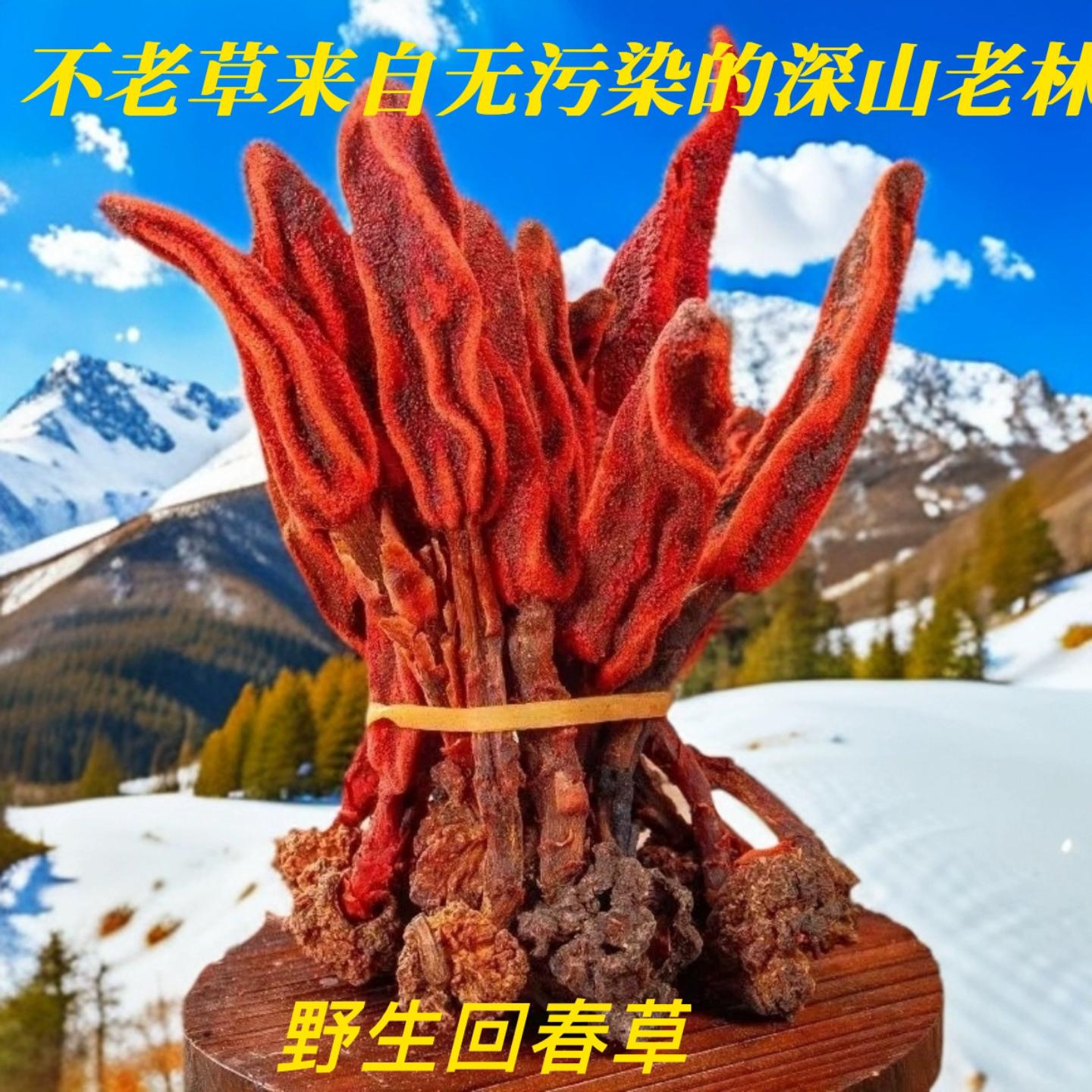云南野生回春草500g男性滋补顶天柱不老草正品茴椿草泡茶泡酒料