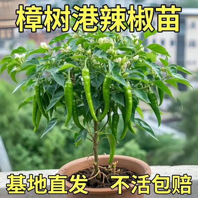 正宗湖南樟树港辣椒苗秧带士球薄皮小青尖椒种子高产春秋庭院蔬菜