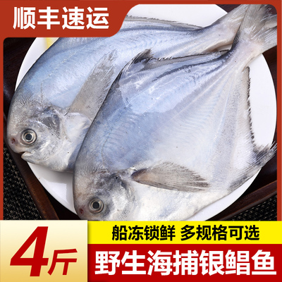 鲳鱼新鲜冷冻银鲳鱼鲜活海鲜水产海捕平鱼白鲳鱼特大非金昌鱼