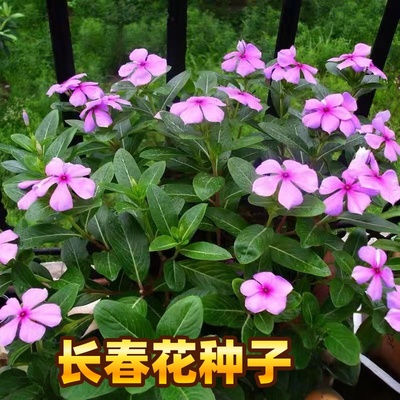 长春花种籽子多季播种耐热五叶梅日日春庭院花坛阳台盆栽宿根花籽