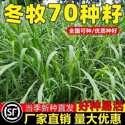 冬牧70黑麦草种籽子四季常
