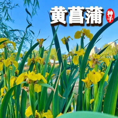 黄菖蒲种子花鸢尾水生净植