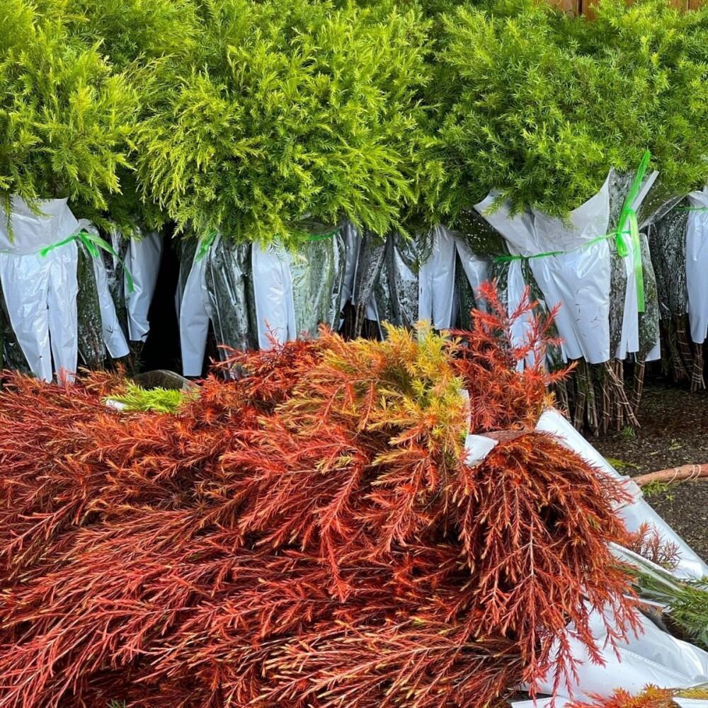 云南千层金鲜花直批香松黄切金香柳水花养鲜枝条材团购GPG婚庆婚