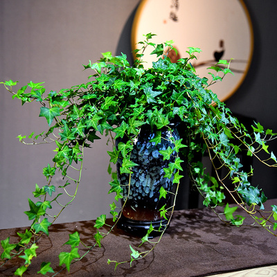 常春藤盆栽绿植常青藤室内办公客厅桌面装饰摆饰四季常青观叶好养