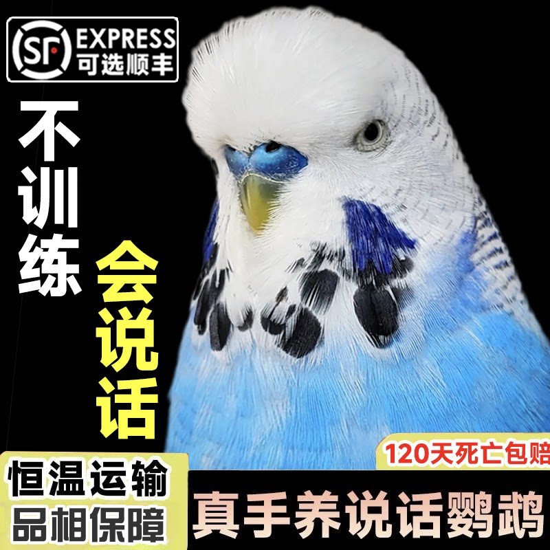 虎皮鹦鹉活鸟会说话的手养鹦鹉云斑幼鸟儿童宠物活体活物观赏鸟类