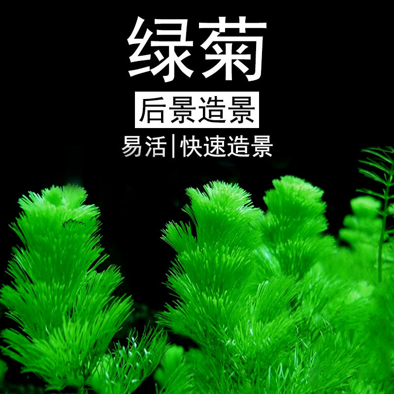 鱼缸造景真水草绿菊花红菊水族箱装饰有茎类活体植物中后景水草